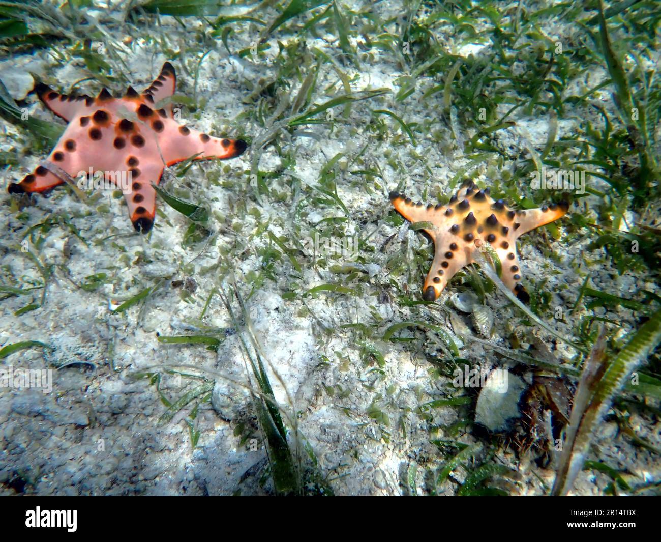 underwater world in moalboal on cebu island - colorful starfish Stock ...