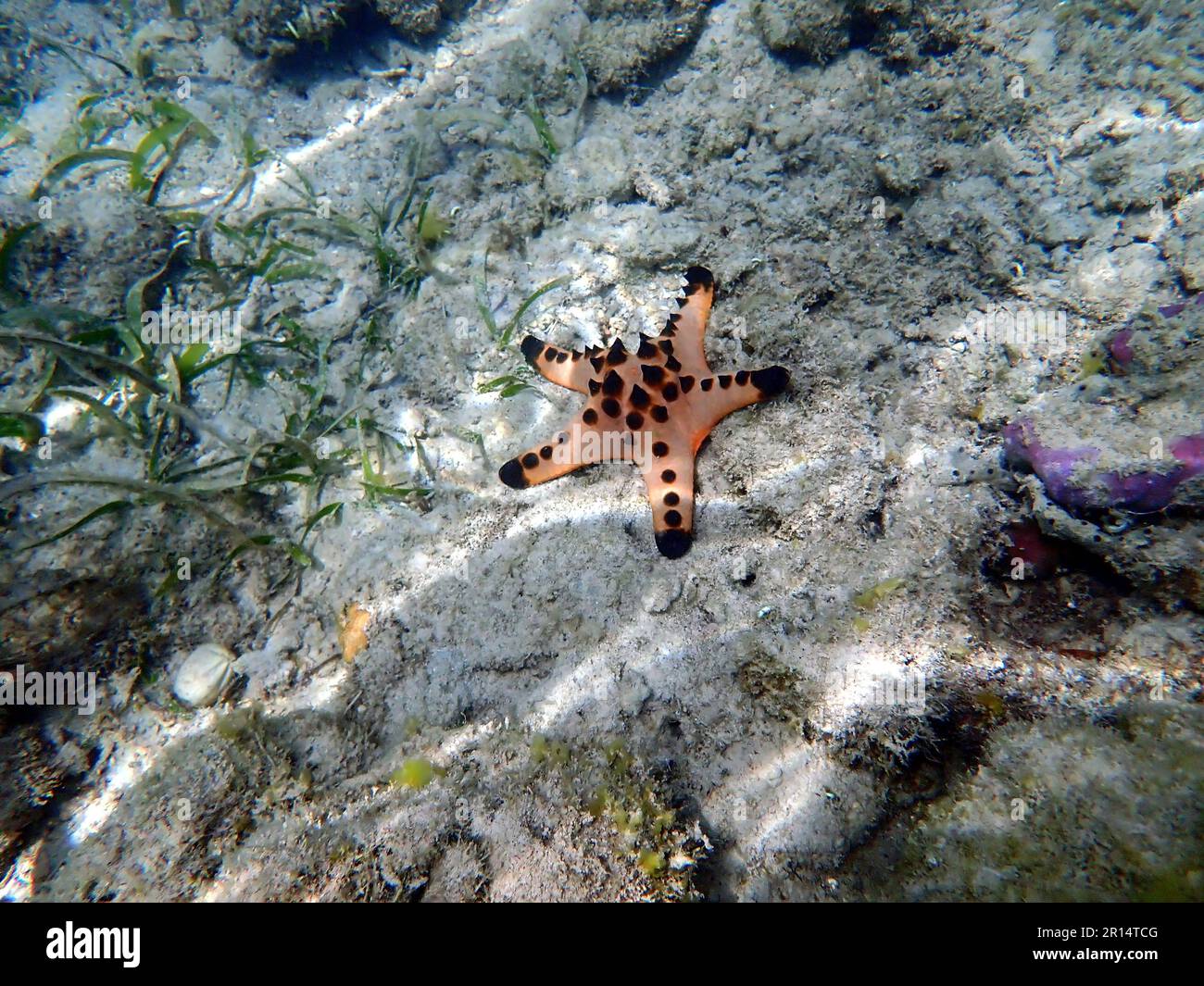 underwater world in moalboal on cebu island - colorful starfish Stock ...