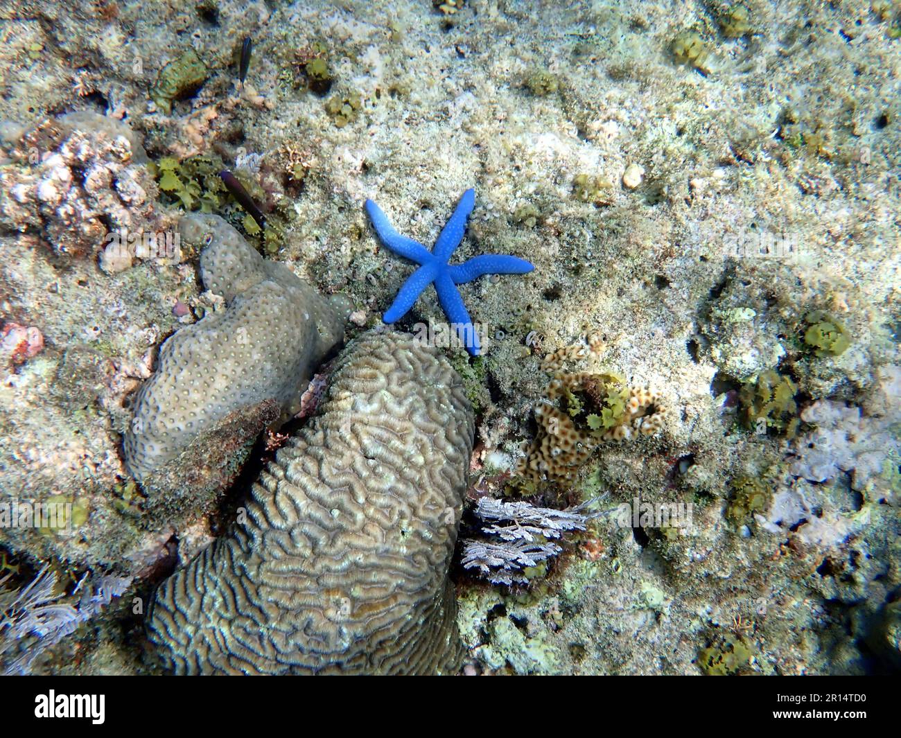 underwater world in moalboal on cebu island - colorful starfish Stock ...