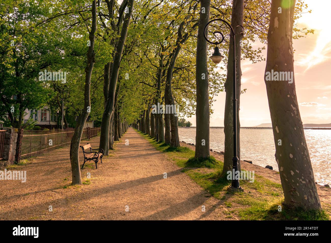 plane tree alley in Balatonfoldvar next to lake Balaton in Hungary with ...