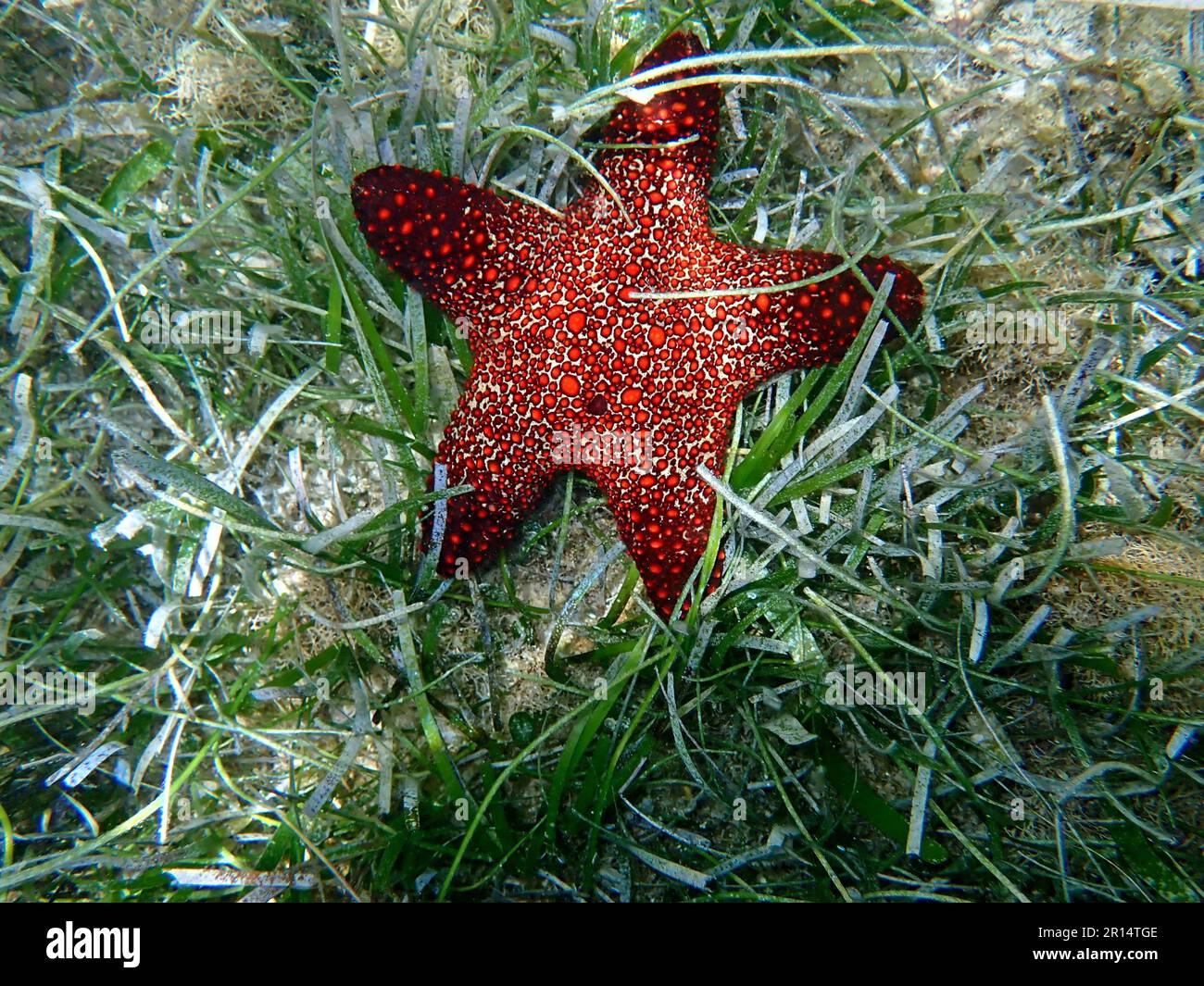 underwater world in moalboal on cebu island - colorful starfish Stock ...