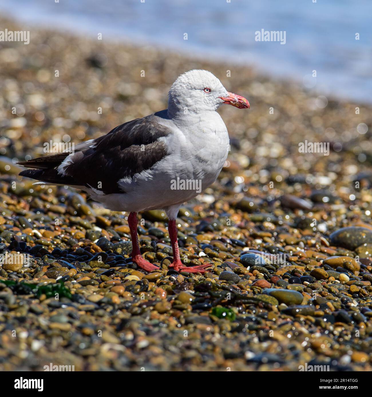 Dolphin Gull , Patagonia, Argentina Stock Photo - Alamy
