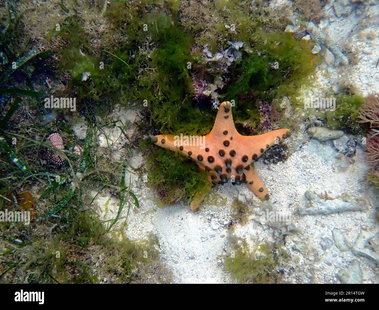 underwater world in moalboal on cebu island - colorful starfish Stock ...