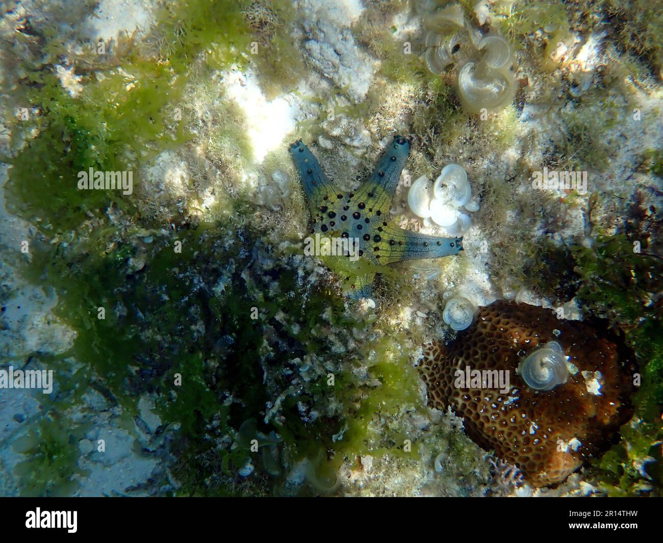 underwater world in moalboal on cebu island - colorful starfish Stock ...