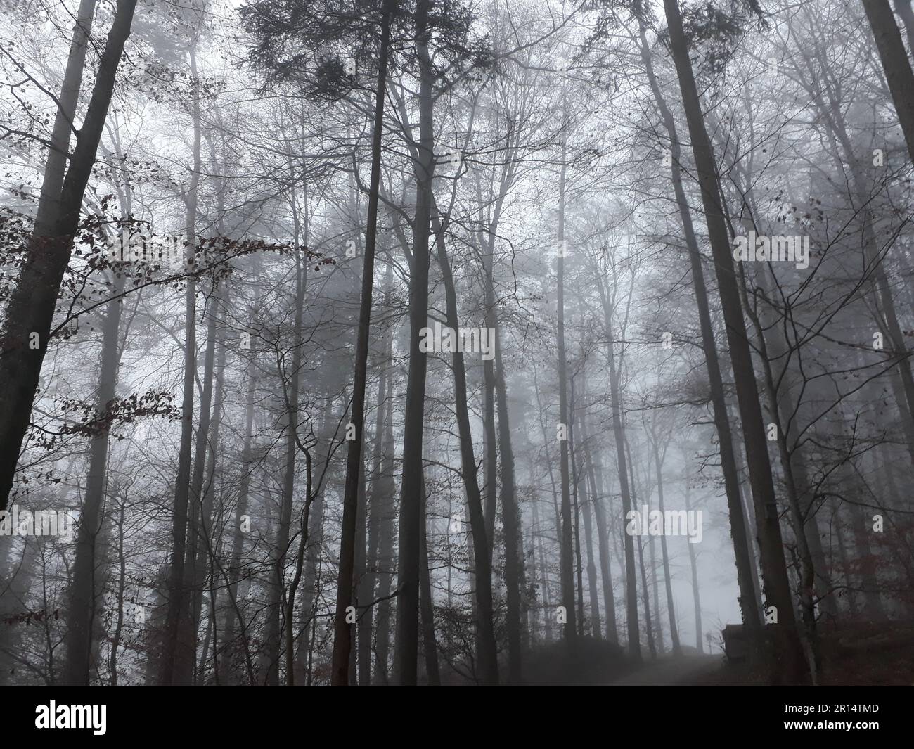 A gloomy forest with tall trees on a foggy day Stock Photo - Alamy