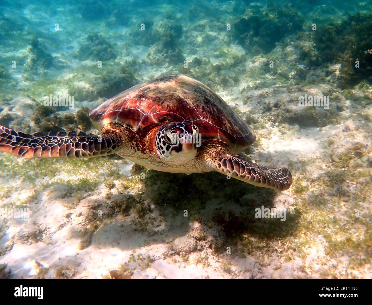snorkeling with a sea turtle at moalboal on cebu island Stock Photo - Alamy