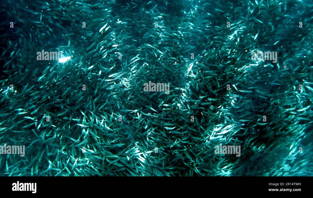 swarm of sardines in the pacific ocean near moalboal on cebu island ...