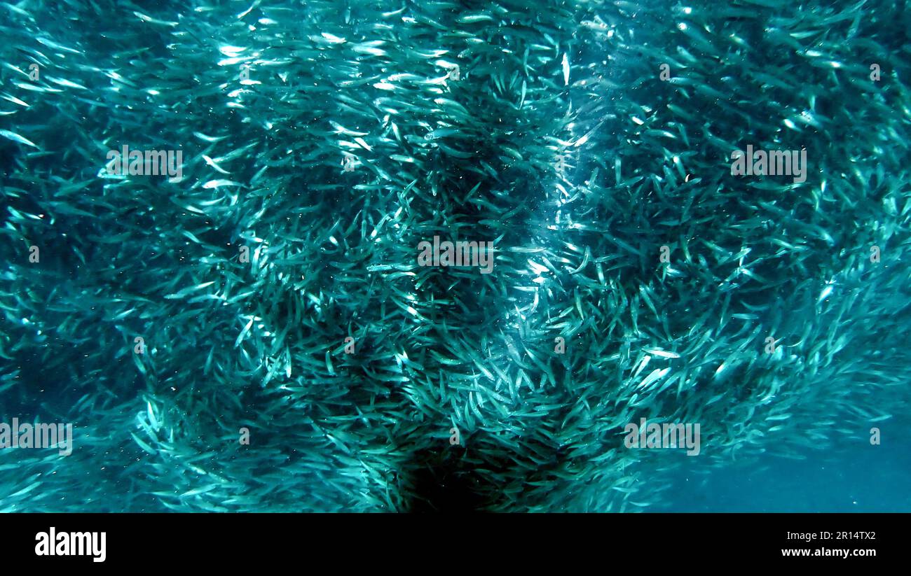 swarm of sardines in the pacific ocean near moalboal on cebu island ...