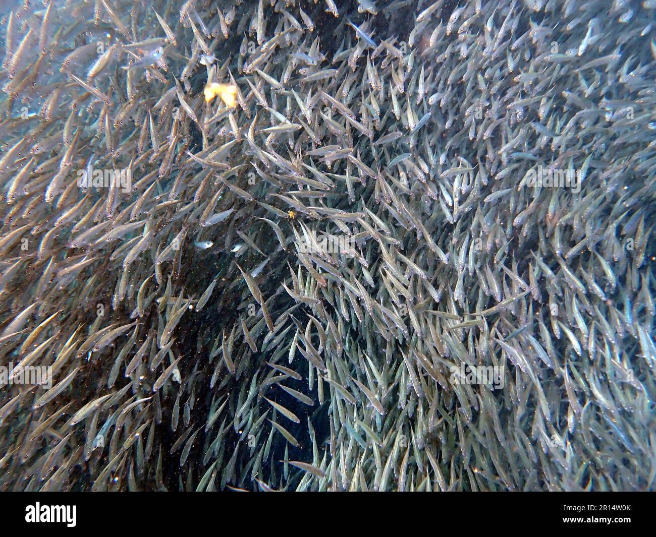 swarm of sardines in the pacific ocean near moalboal on cebu island ...
