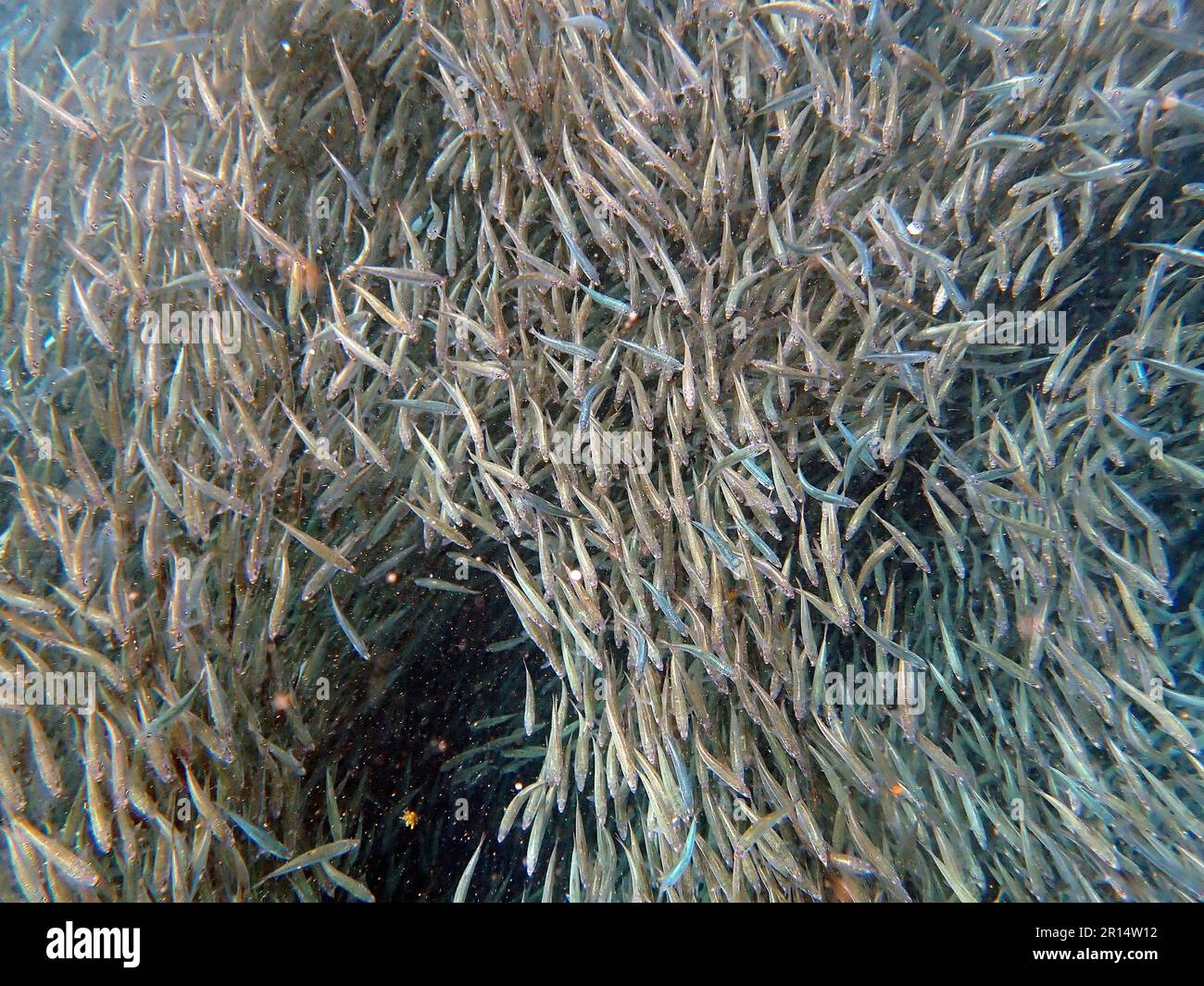 swarm of sardines in the pacific ocean near moalboal on cebu island ...