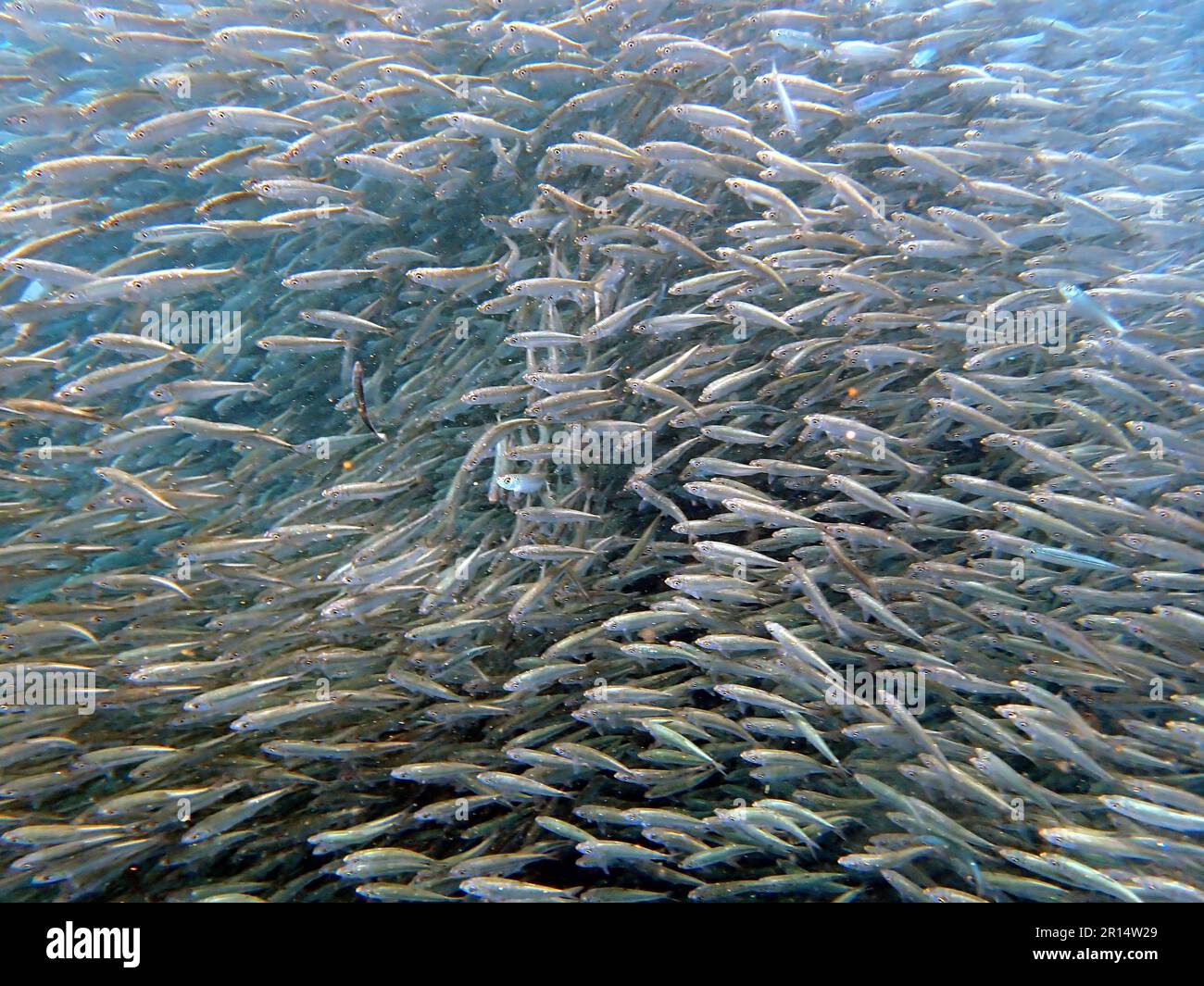 swarm of sardines in the pacific ocean near moalboal on cebu island ...