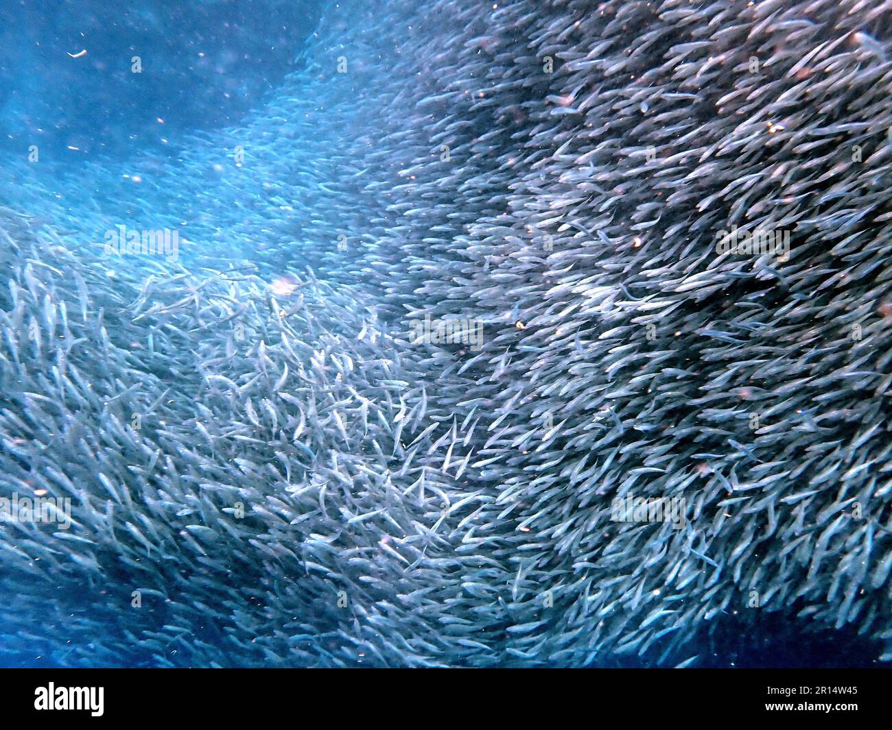 swarm of sardines in the pacific ocean near moalboal on cebu island ...
