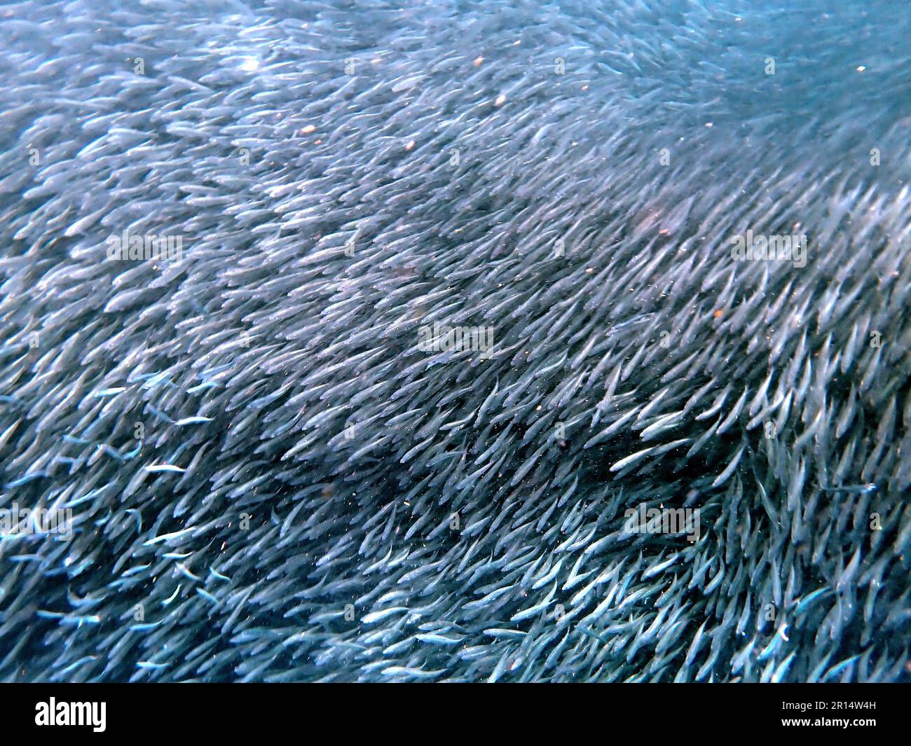 swarm of sardines in the pacific ocean near moalboal on cebu island ...