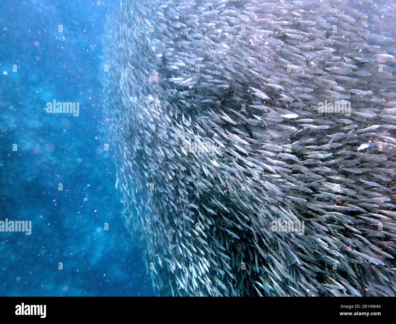 swarm of sardines in the pacific ocean near moalboal on cebu island ...
