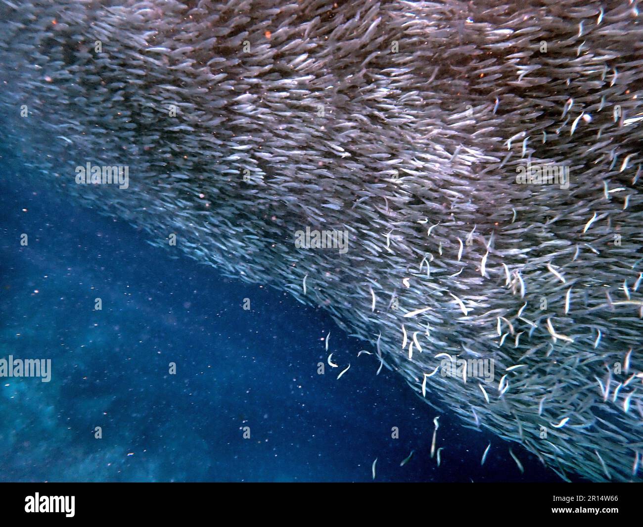 swarm of sardines in the pacific ocean near moalboal on cebu island ...