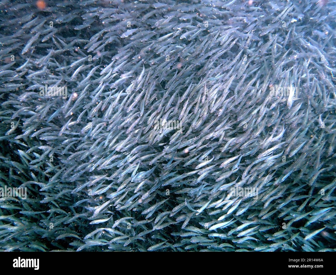 swarm of sardines in the pacific ocean near moalboal on cebu island ...