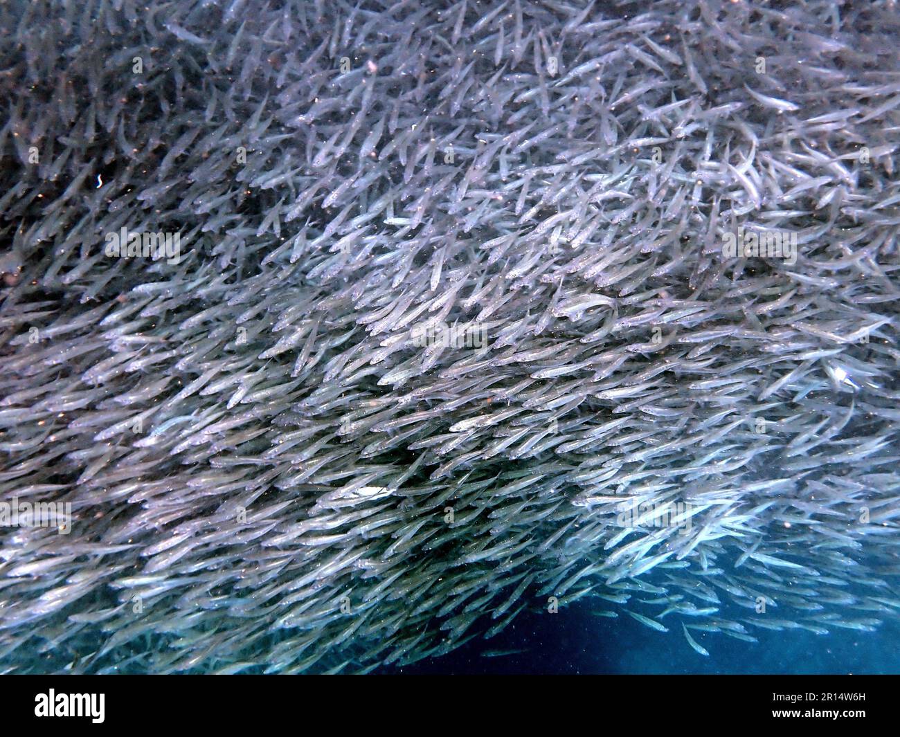 swarm of sardines in the pacific ocean near moalboal on cebu island ...