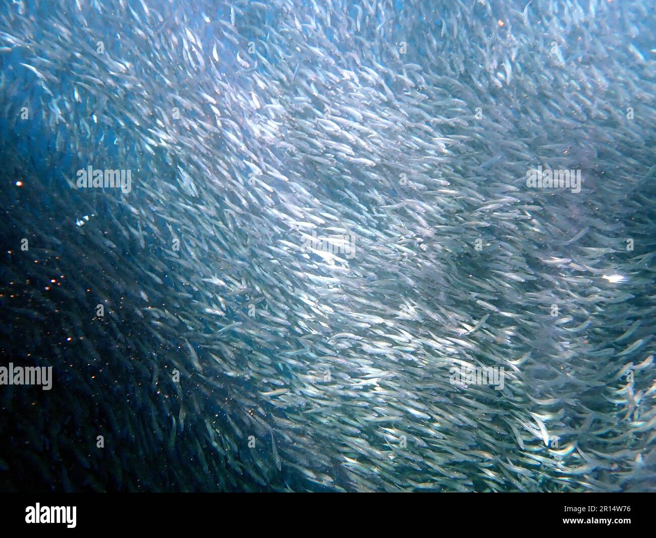 swarm of sardines in the pacific ocean near moalboal on cebu island ...