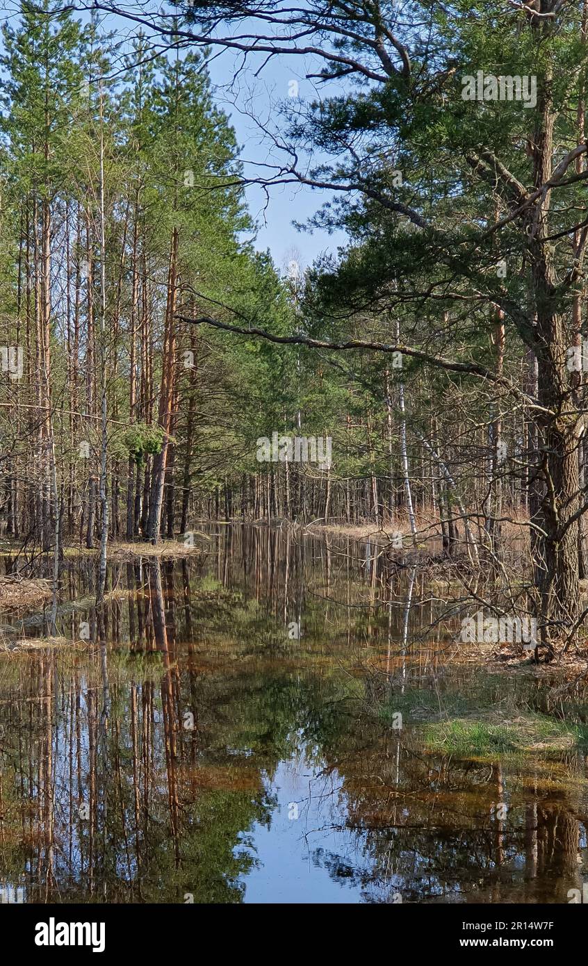 Spring forest and floods. Reflection in the water of the trees. Big ...