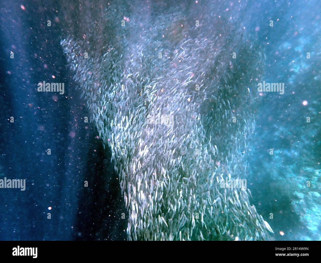 swarm of sardines in the pacific ocean near moalboal on cebu island ...