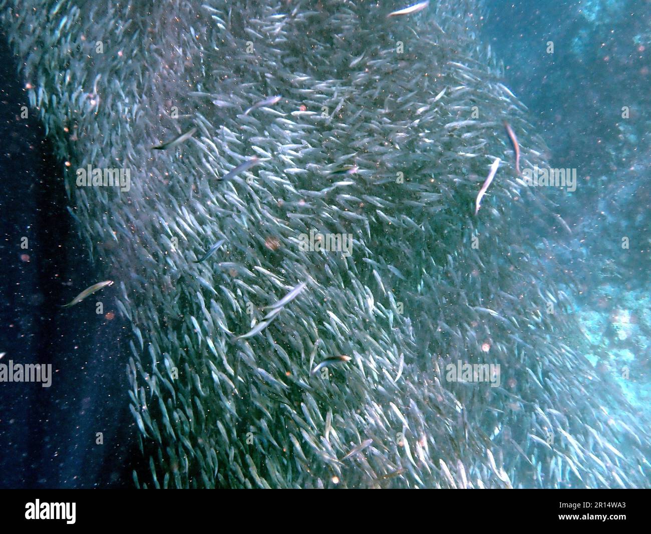 swarm of sardines in the pacific ocean near moalboal on cebu island ...