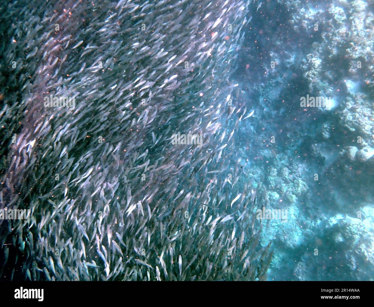 swarm of sardines in the pacific ocean near moalboal on cebu island ...