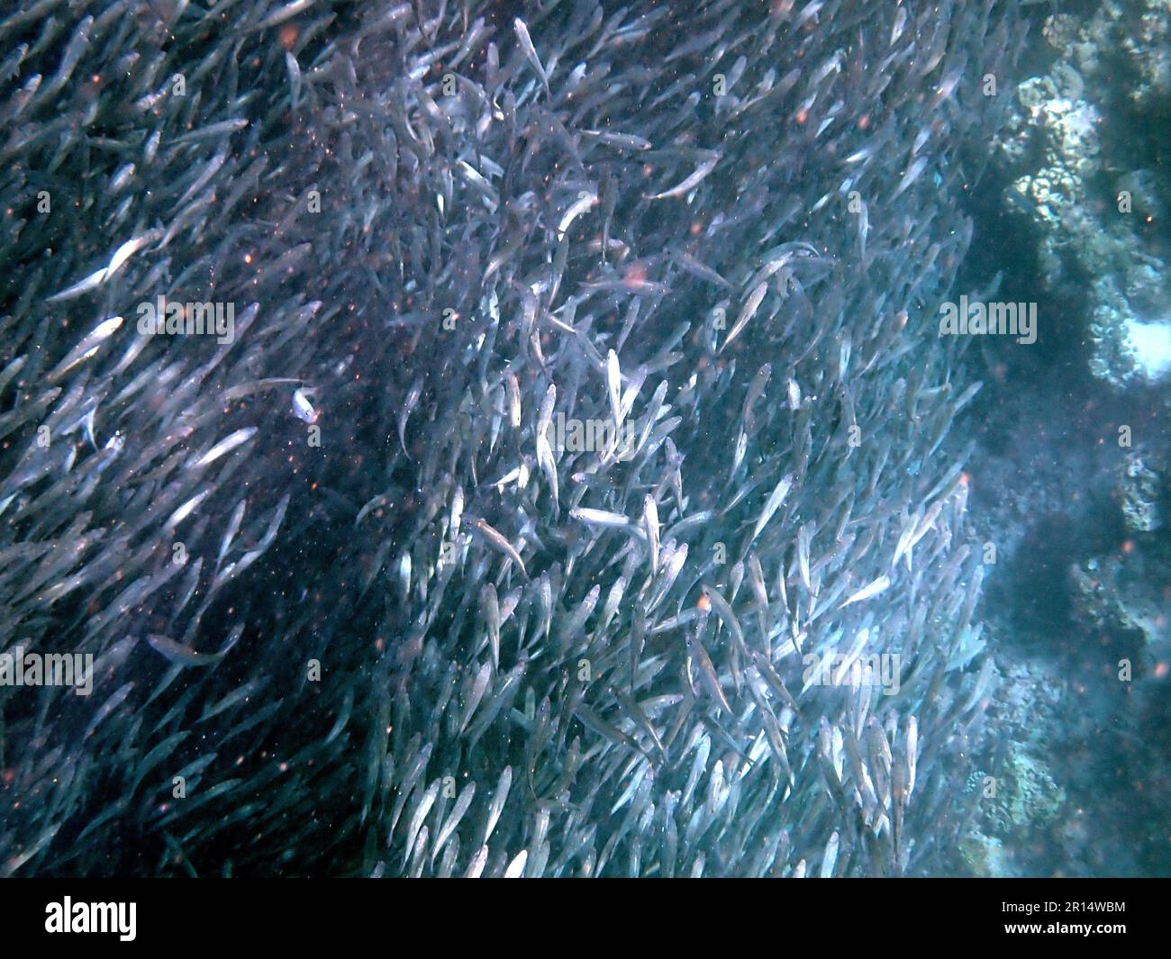 swarm of sardines in the pacific ocean near moalboal on cebu island ...
