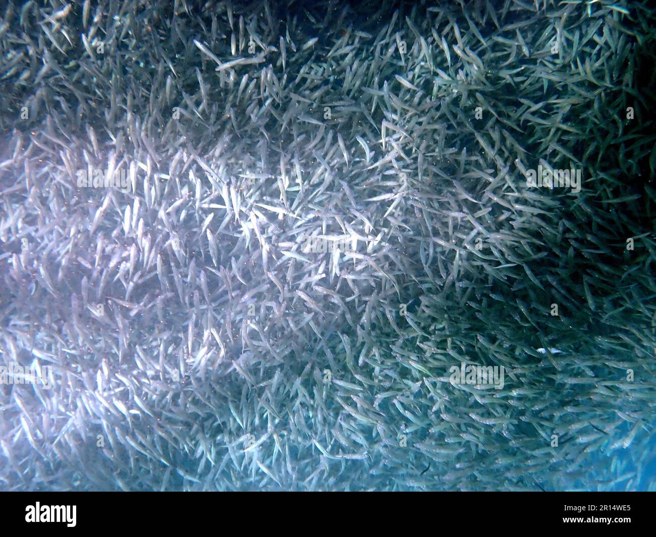 swarm of sardines in the pacific ocean near moalboal on cebu island ...