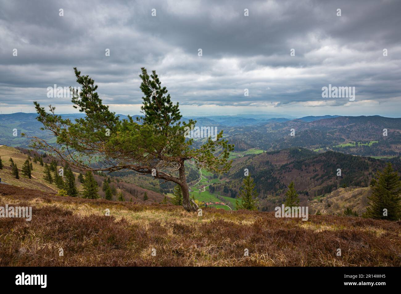 Lone pine tree at the top of Mount Belchen in the Black Forest, Germany ...