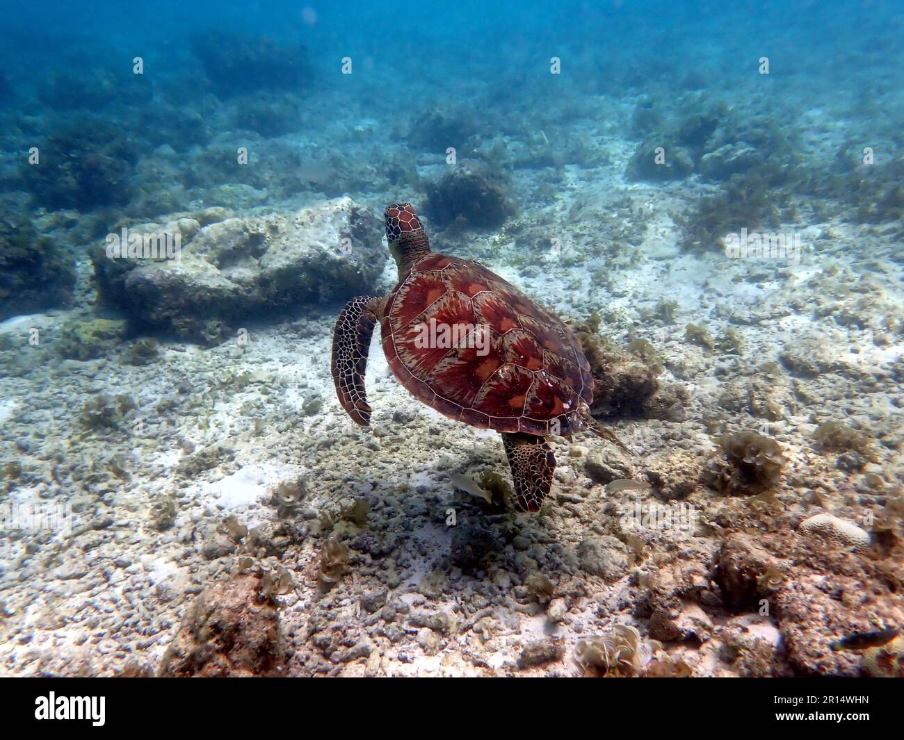 snorkeling with a sea turtle at moalboal on cebu island Stock Photo - Alamy