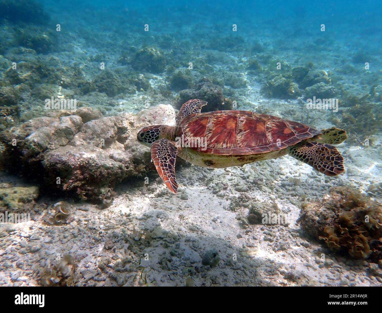 snorkeling with a sea turtle at moalboal on cebu island Stock Photo - Alamy