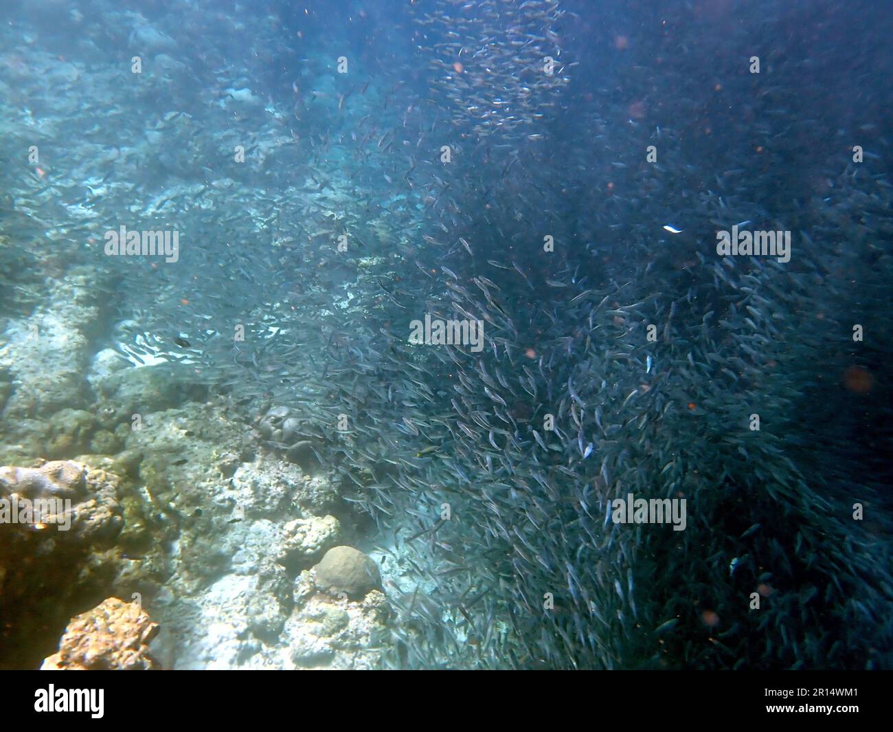 swarm of sardines in the pacific ocean near moalboal on cebu island ...