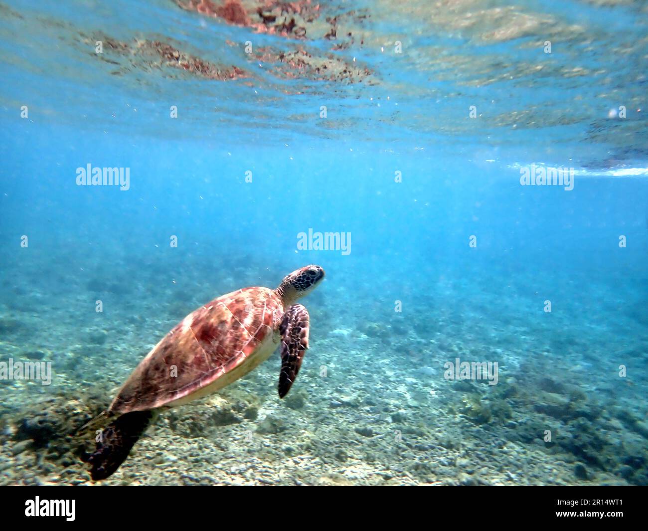 snorkeling with a sea turtle at moalboal on cebu island Stock Photo - Alamy