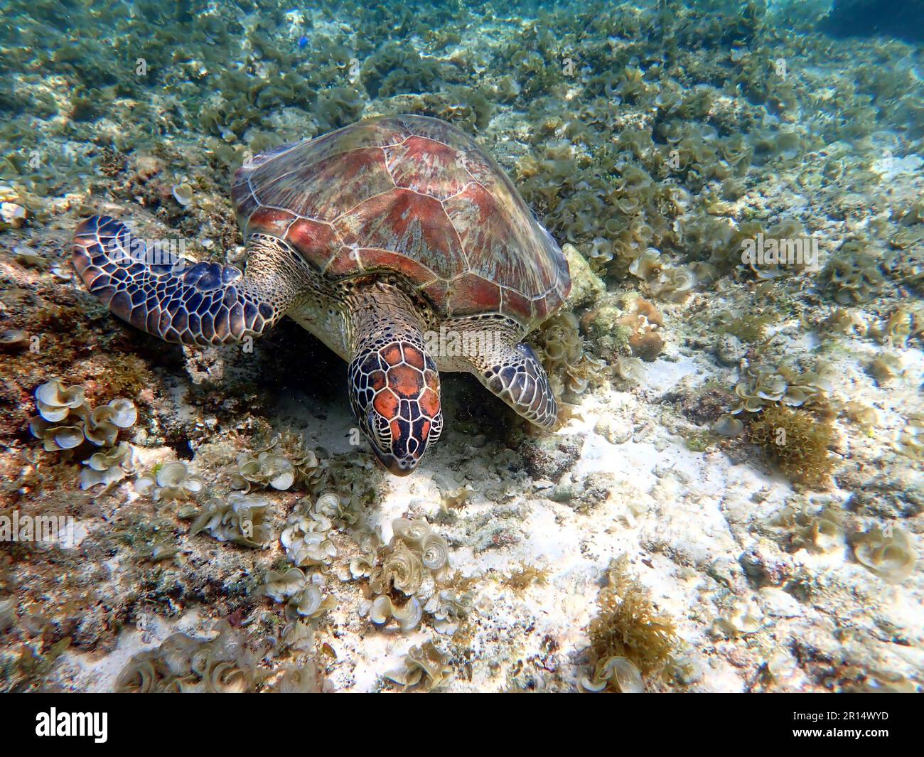 snorkeling with a sea turtle at moalboal on cebu island Stock Photo - Alamy