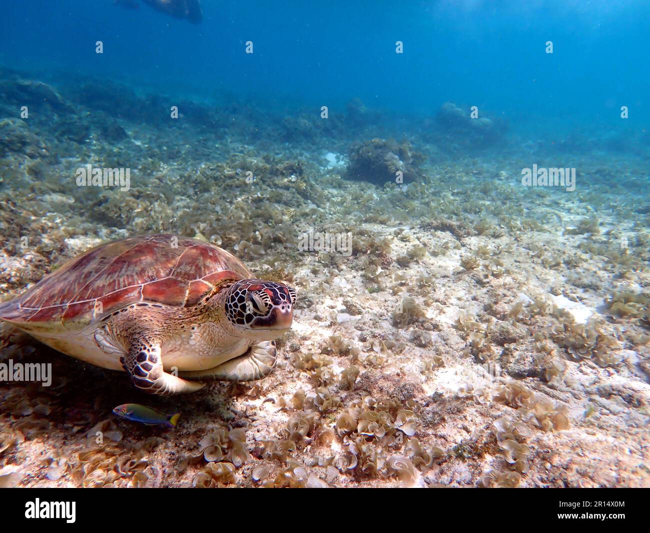snorkeling with a sea turtle at moalboal on cebu island Stock Photo - Alamy