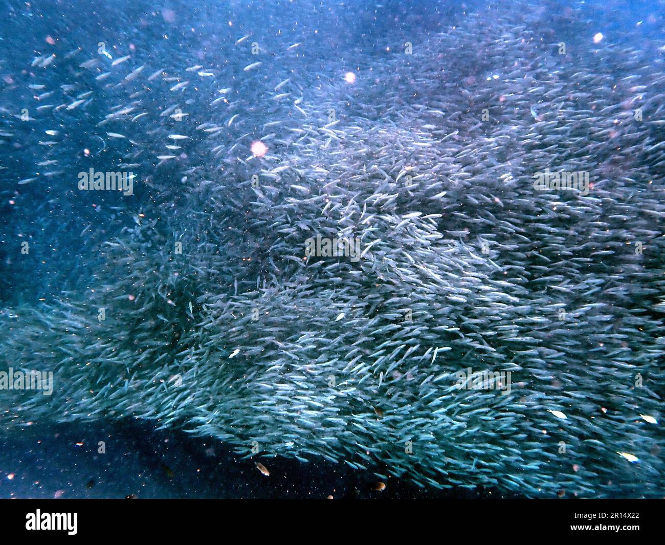 swarm of sardines in the pacific ocean near moalboal on cebu island ...