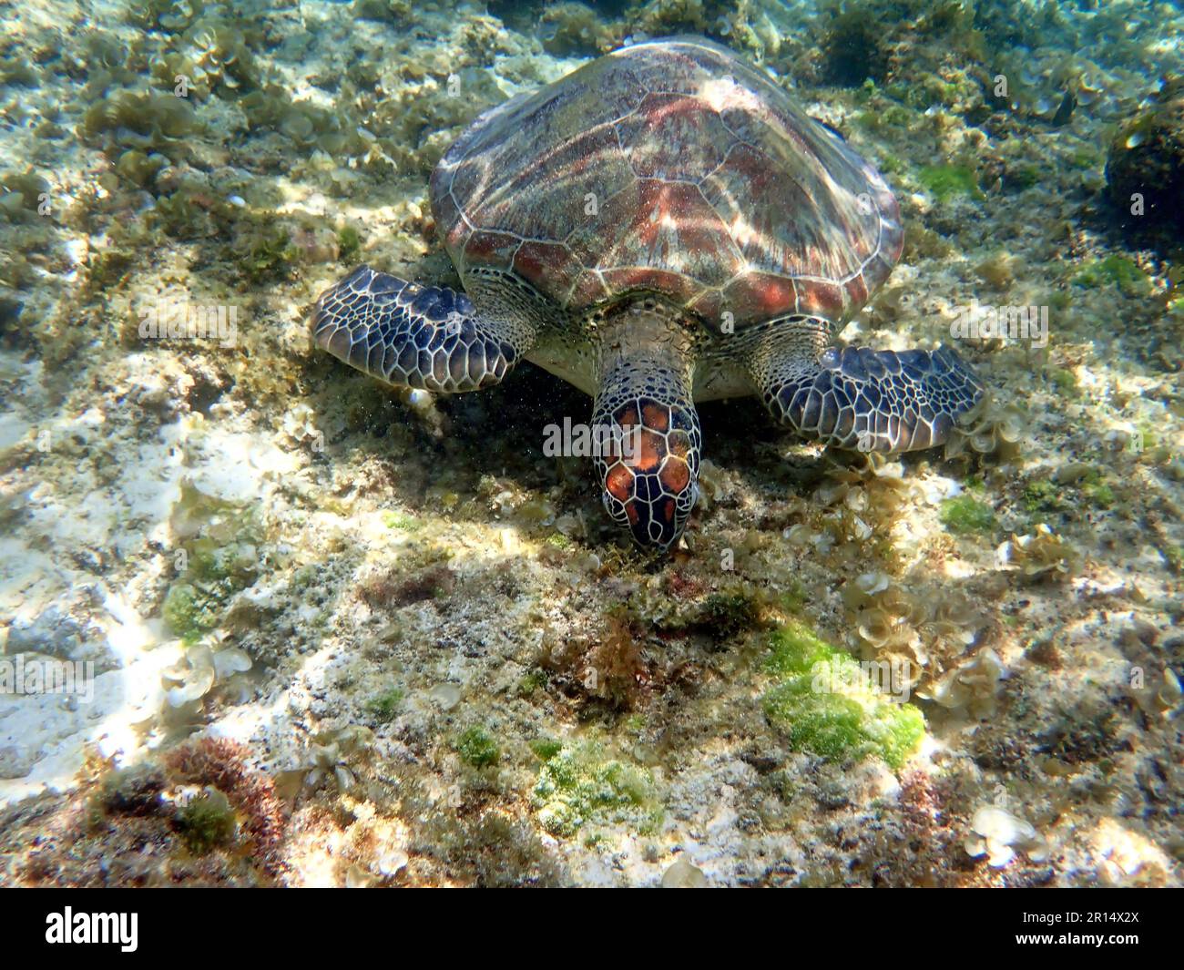 snorkeling with a sea turtle at moalboal on cebu island Stock Photo - Alamy