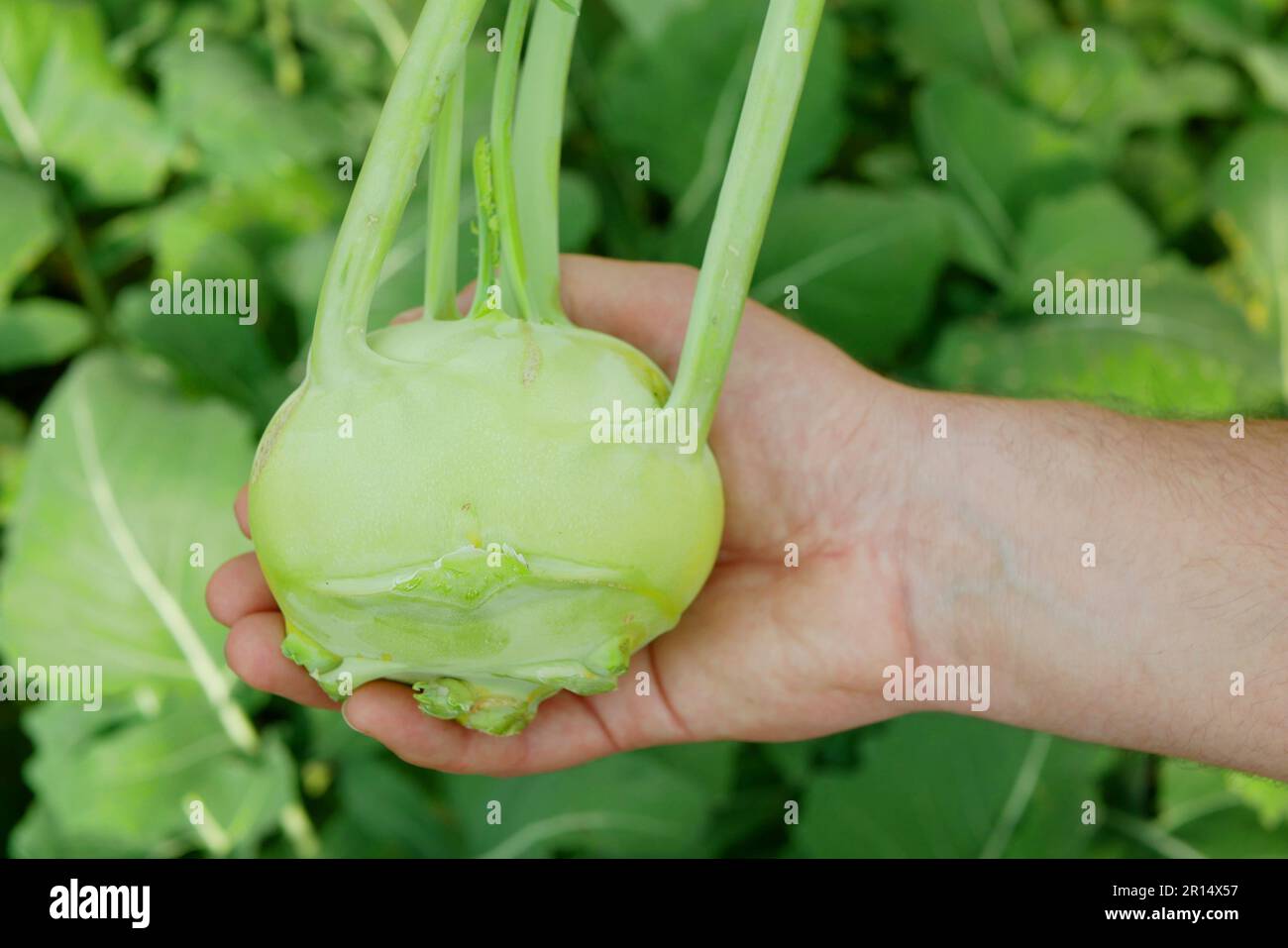 Kohlrabi harvest planting tuber bio detail greenhouse foil field land ...