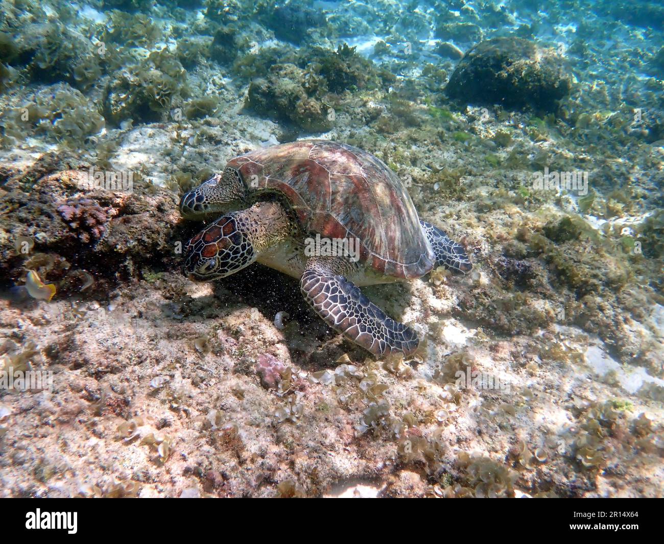 snorkeling with a sea turtle at moalboal on cebu island Stock Photo - Alamy
