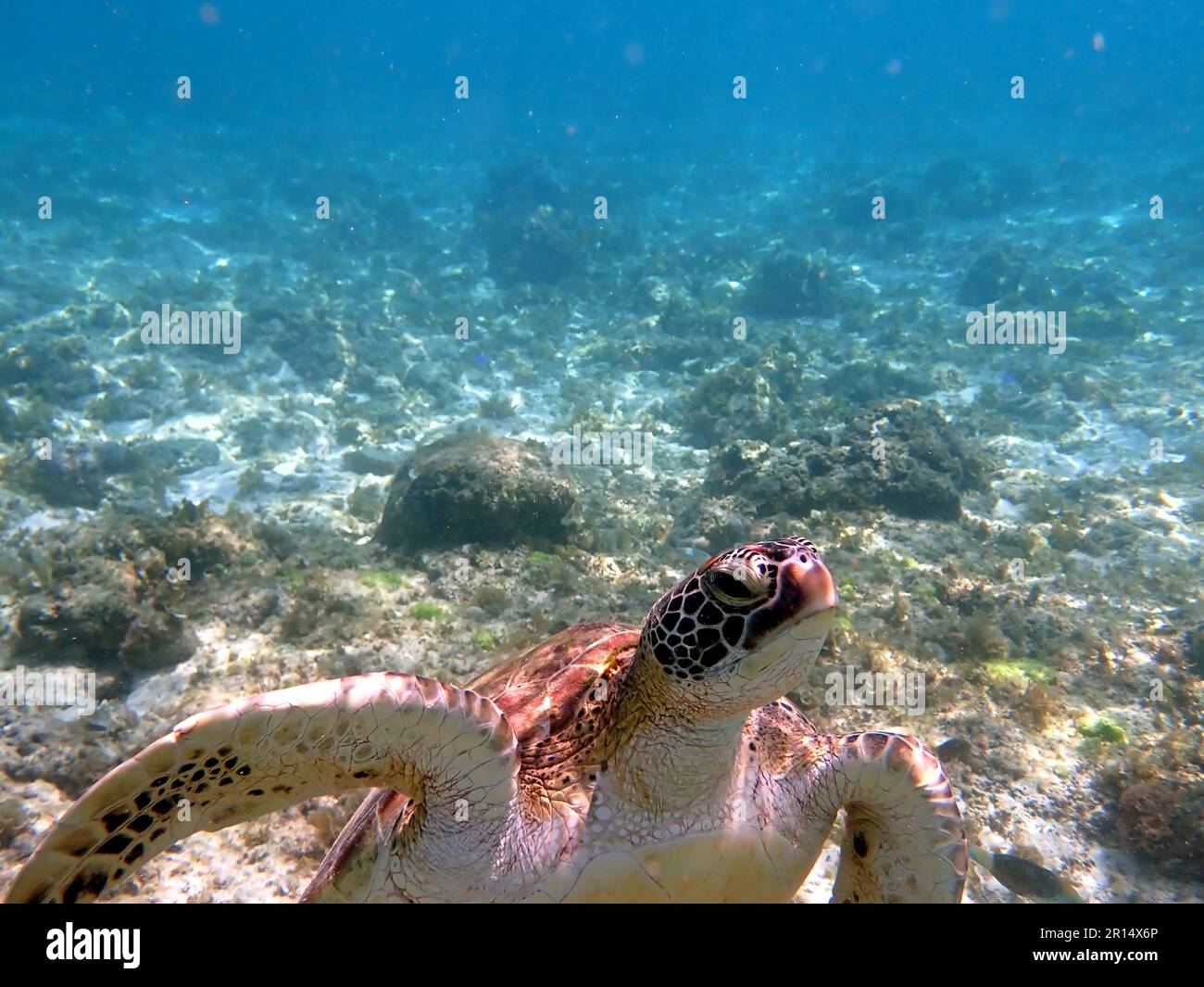 snorkeling with a sea turtle at moalboal on cebu island Stock Photo - Alamy