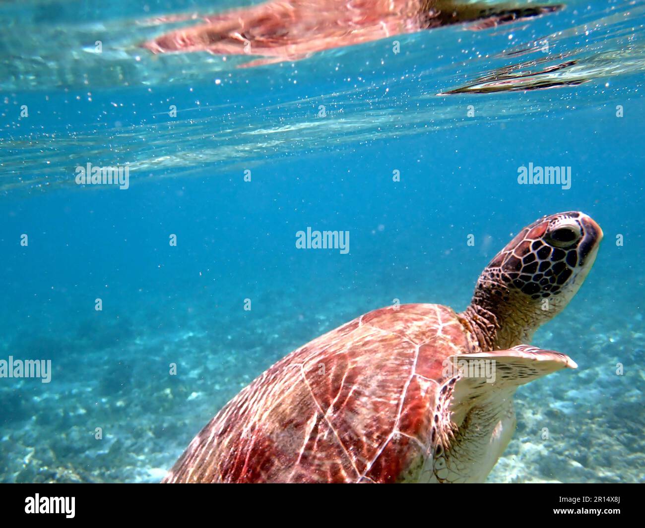 snorkeling with a sea turtle at moalboal on cebu island Stock Photo - Alamy