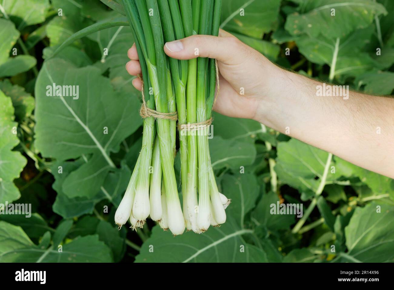 Onion harvest spring sibies scallion stem stalk hand Allium cepa thick ...