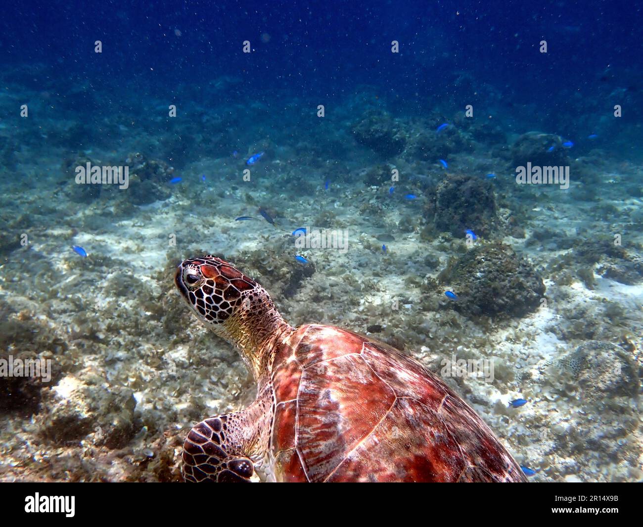 snorkeling with a sea turtle at moalboal on cebu island Stock Photo - Alamy