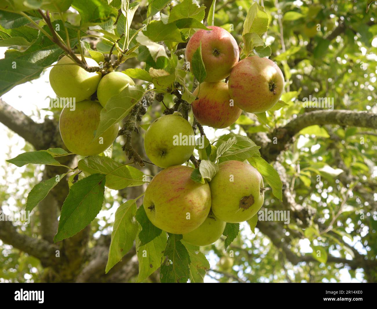 Clustered apples ripening on a tree in Brobury House Gardens ...