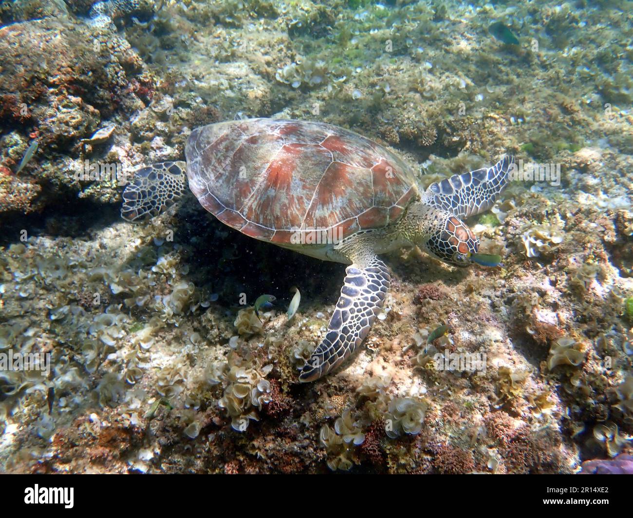 snorkeling with a sea turtle at moalboal on cebu island Stock Photo - Alamy