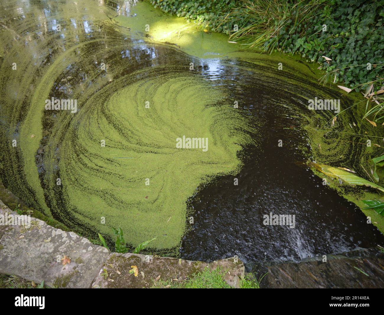 Swirling duckweed (Lemnoideae) in a stream-fed pond in Brobury House ...