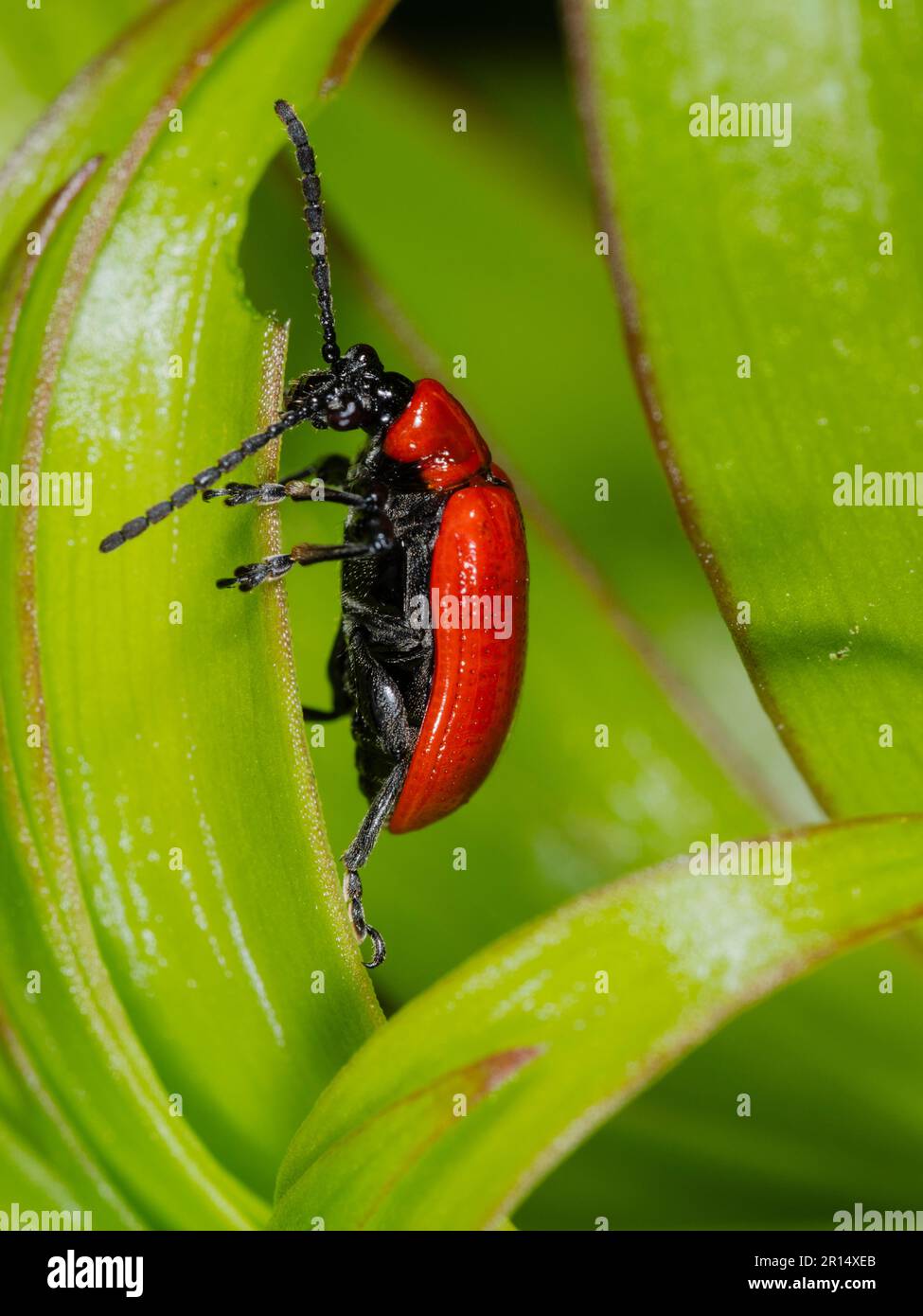 Adult lily beetle, Lilioceris lilii, a pest species of lilies and ...
