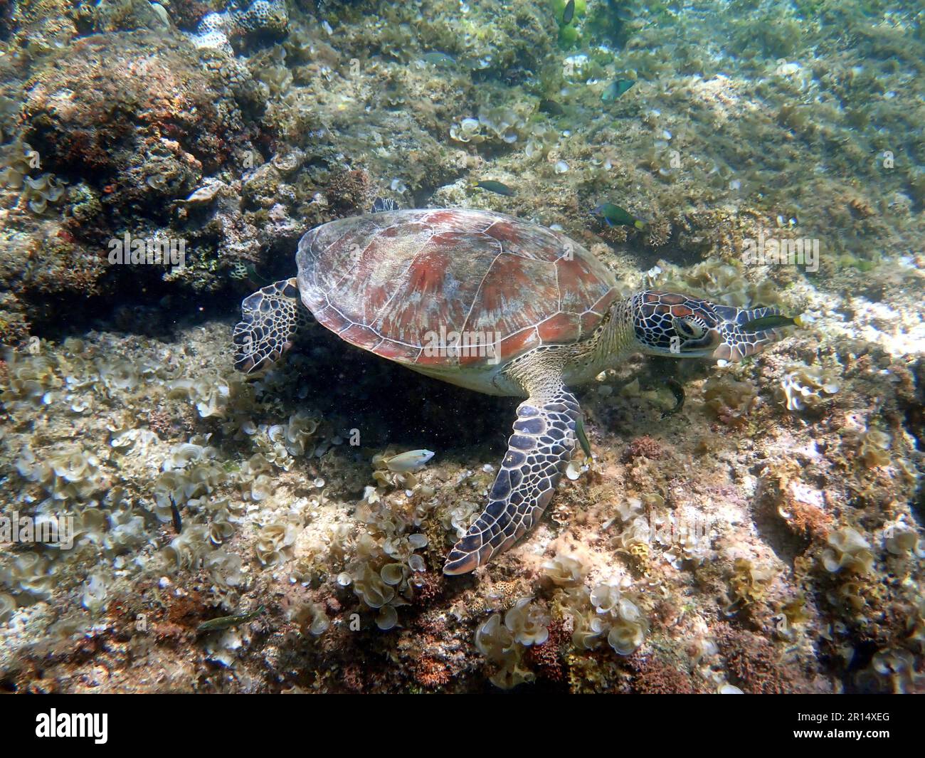 snorkeling with a sea turtle at moalboal on cebu island Stock Photo - Alamy