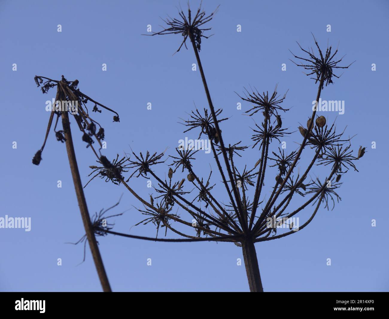 Seed heads of a common hogweed or cow parsnip (Heracleum sphondylium ...