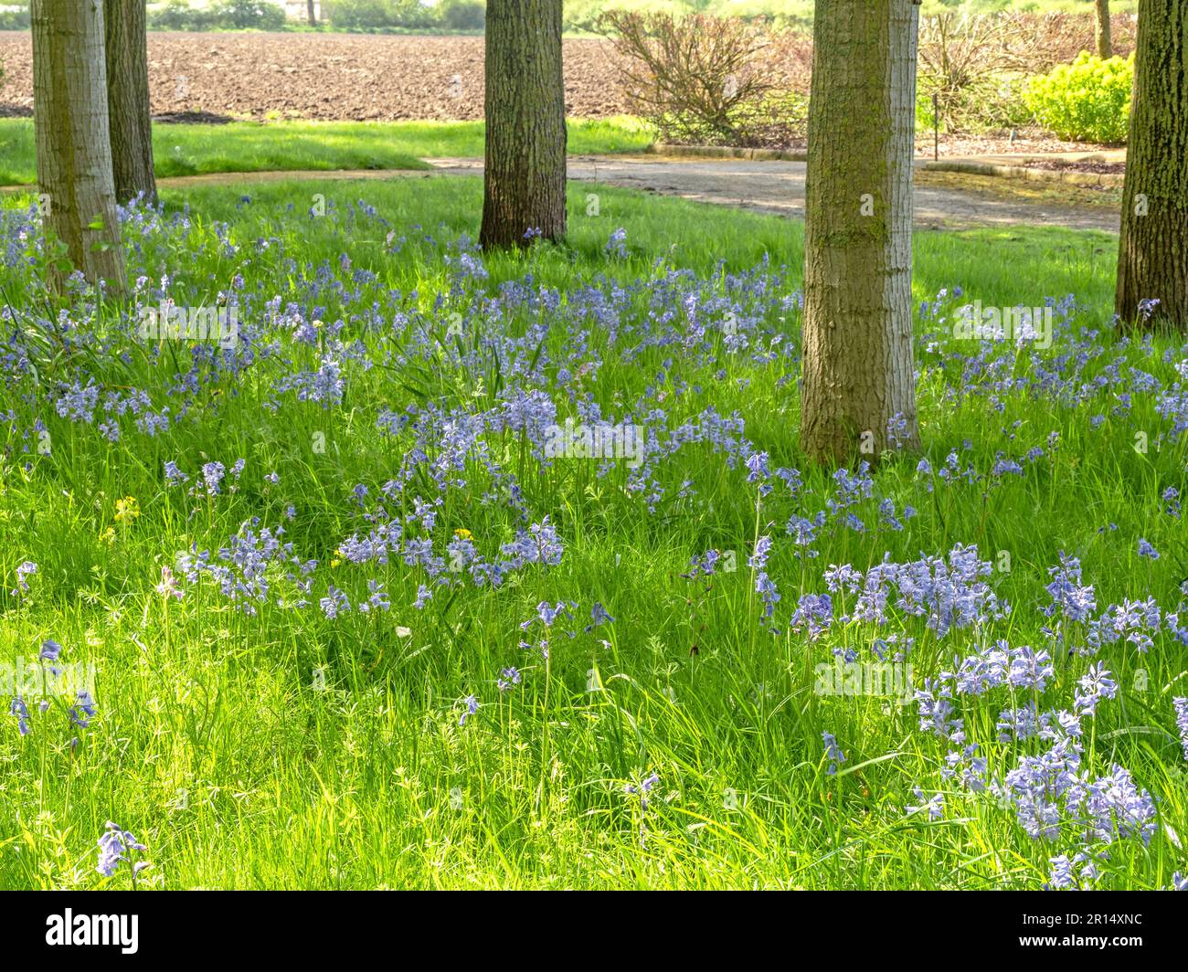 Bluebells flowering in grass among tree trunks Stock Photo - Alamy